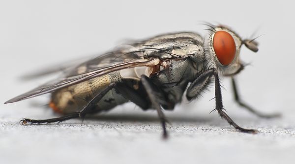 Dominik Dán – Moucha aneb Richard Krauz se vrací na scénu | Zapni mozek